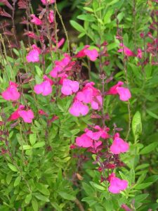 Salvia greggii 'Pink Preference' | Bustani Plant Farm