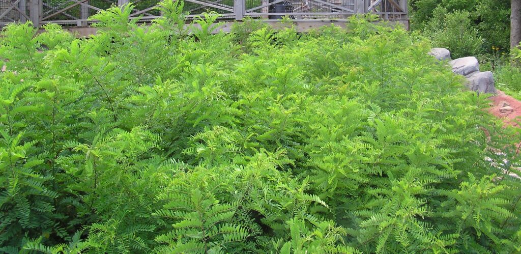 Amorpha fruticosa | Bustani Plant Farm